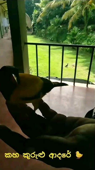 කහ කුරුලු ආදරේ Youtube