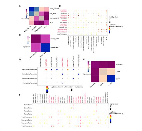 Possible Ligand Receptor Interactions Between Different Cell Types In Download Scientific