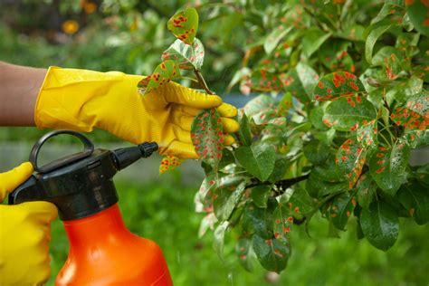 Common Tree Diseases And Their Symptoms Part 3 Affordable Tree Care