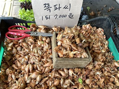 쪽파심는시기 쪽파 밭만들기 And 쪽파종구 손질하기 쪽파 심은 후 관리하기