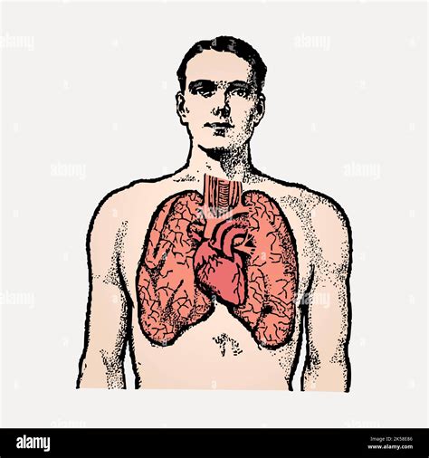 Anatomy Man Clipart Lungs Illustration Vector Stock Vector Image And Art