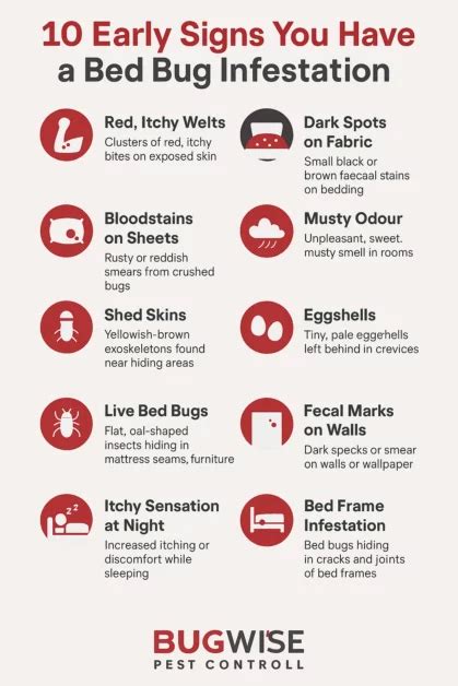 10 Early Signs Of Bed Bug Infestation Bugwise Pest Control