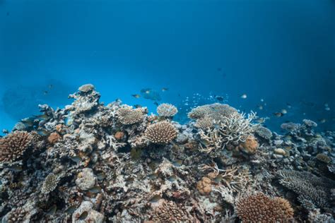 Best Maldives Resorts For Snorkelling