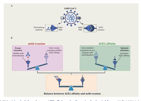 Figure 4 From Mutations In The Sars Cov 2 Spike Receptor Binding Domain And Their Delicate