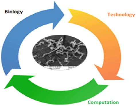 1 Workflow Of Synthetic Biology To Develop Improved Industrial 1 Workflow Of Synthetic Biology To Develop Improved Industrial
