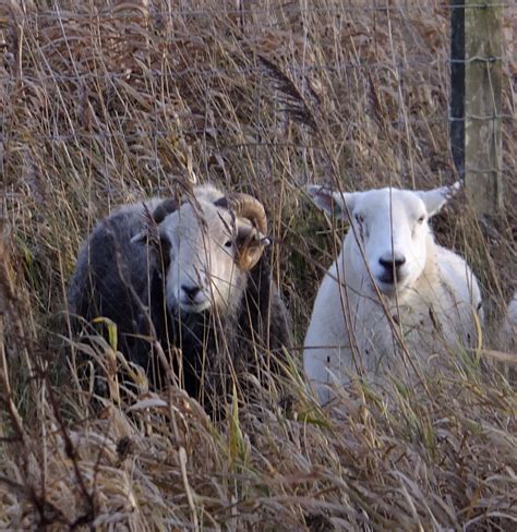 Sheep Breeding Naturalist At Large Sheep Breeding Naturalist At Large