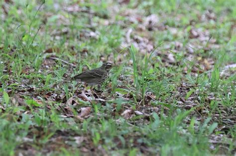 オオルリ初認 冬鳥夏鳥の交錯 市原市内 ぶらぶら自然散歩2 楽天ブログ