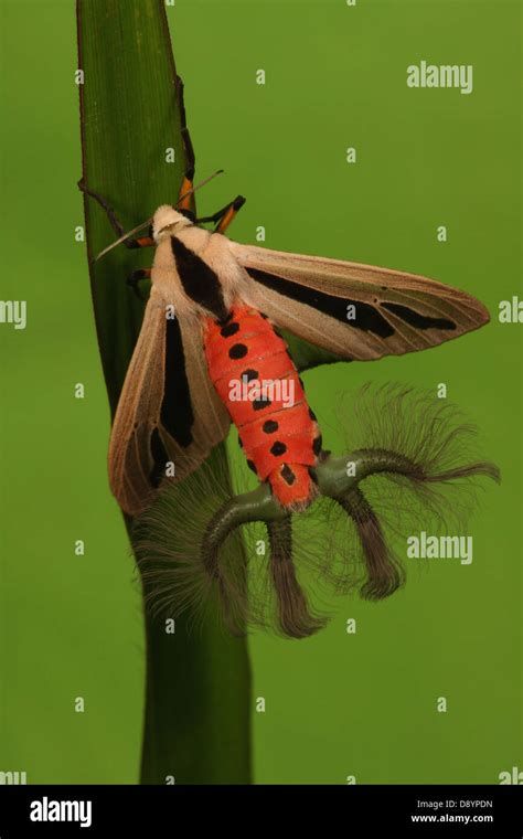 The Moth Uses Scent Organs Called Coremata Which Protrude From Its Abdomen To Emit Pheromones