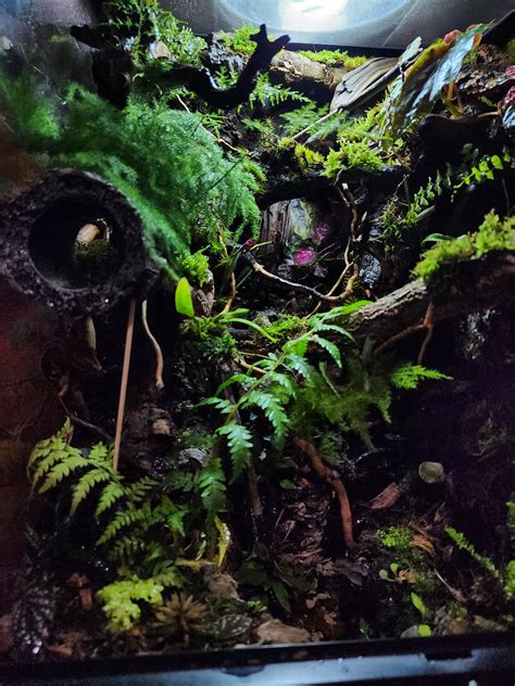 The Grotto Our Custom Pygmy Enclosure Xpvc Core Wrapped In Stained Birch And Decked Out With