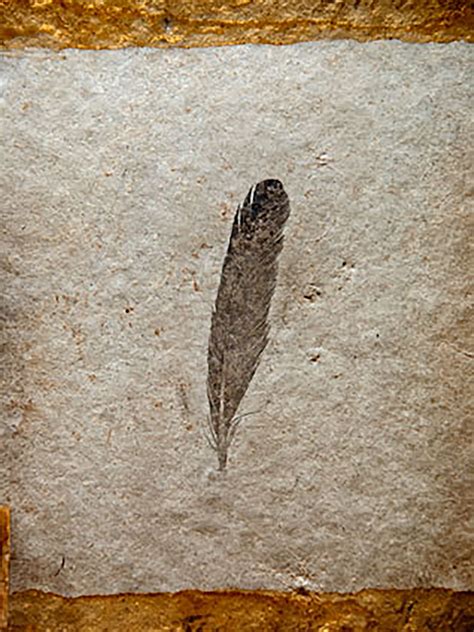 Plume Fossil Evolution