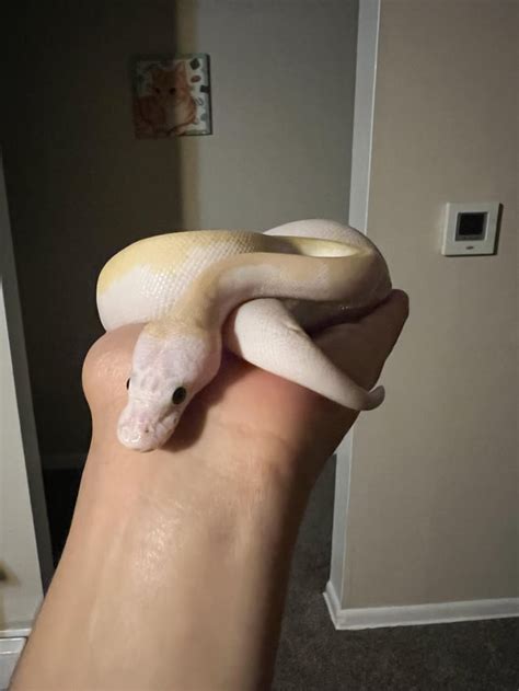 Super Fire Ball Python R Ballpython