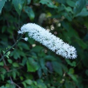 秋の花 高尾山の花 高尾山マガジン
