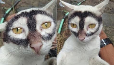 다른 고양이들과 달리 안경 쓴 것처럼 눈 주변 검은색 털이 자라있어 시선 강탈하는 고양이