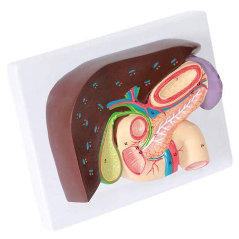 Jl Gastric Section Model Liver Anatomy Hepatopancreatic Duodenum Model Gallbladder Desertcart