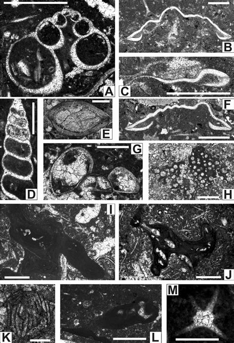 Thin Section Photographs Of Fossils Present In Limestone Of The Gray Download Scientific