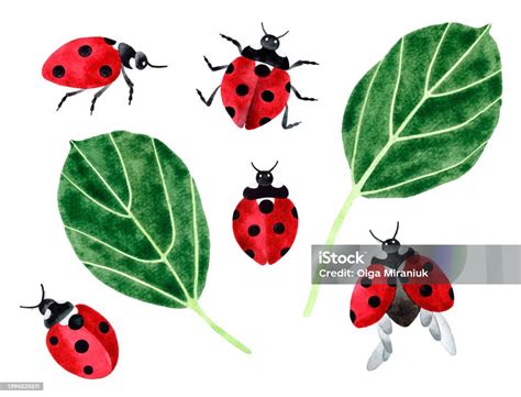 붉은 무당 벌레와 나뭇잎으로 설정된 수채화 일러스트레이션을 손으로 그렸습니다 흰색 배경에 격리 된 개체 무당벌레에 대한 스톡 벡터 아트 및 기타 이미지 Istock