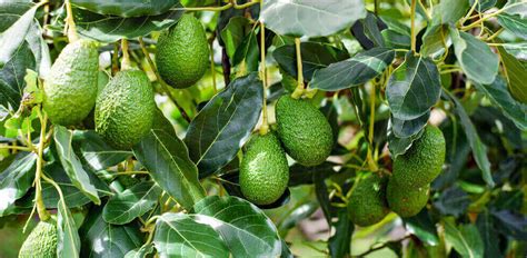 ချင်းပြည်နယ်အတွင်းရှိ ခရိုင်များတွင် ထောပတ်ပင် ဧက ၆၀၀ ကျော် စိုက်ပ