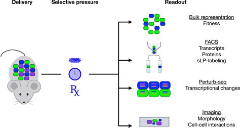 A Roadmap Toward Genome Wide Crispr Screening Throughout The Organism