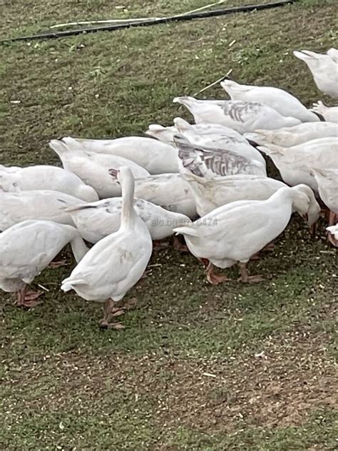Гъски патки Патици Гъски Селскостопански животни Айтос