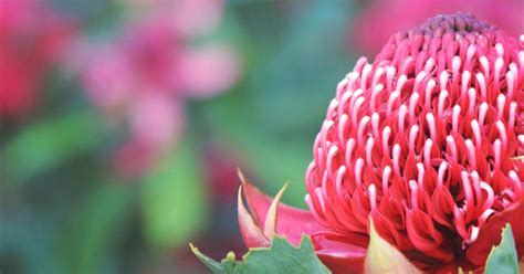 Nsw Plans For Nature With Net Positive Biodiversity Offset Reforms