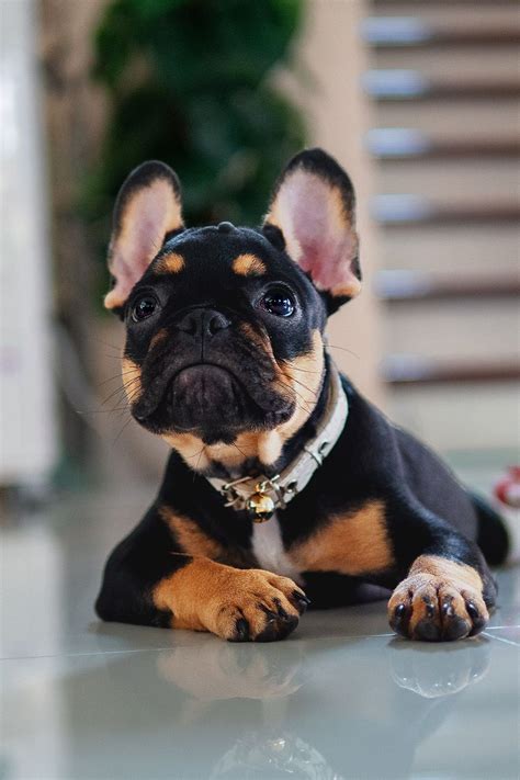 Brown French Bulldog Puppy Bulldog French Bulldog Bulldog Puppies