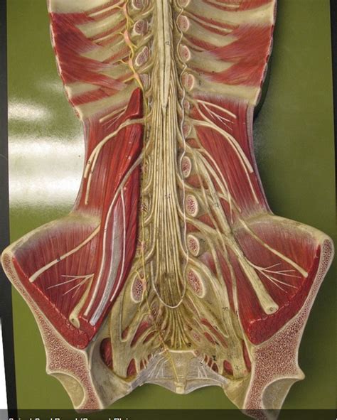 Spinal Nerves And Plexus Diagram Quizlet Spinal Nerves And Plexus Diagram Quizlet