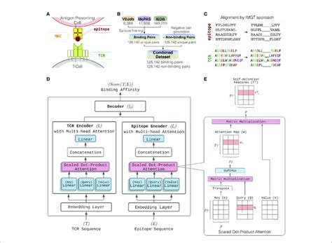 Overview Of Atm Tcr A T Cell Epitope Recognition The T Cell Download Scientific Diagram