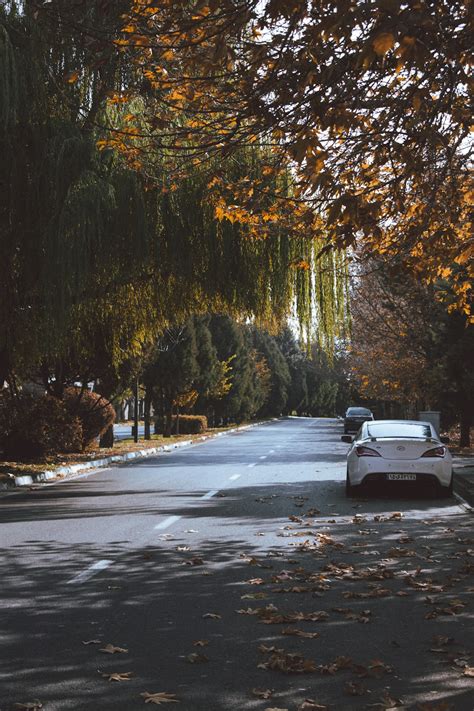양쪽에 나무가있는 도로에 주차 된 자동차 사진 Unsplash의 무료 이란 이미지