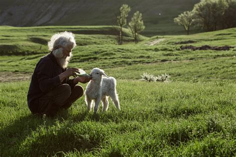 회색 머리의 목자가 무성한 녹색 잔디 사이 맑은 초원에 젖꼭지가있는 유리 병에서 우유를 가진 신생아 양을 사랑스럽게 먹입니다 사랑과 배려 개념 양 새끼에 대한 스톡 사진 및