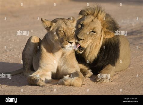 Male And Female Lion Pictures