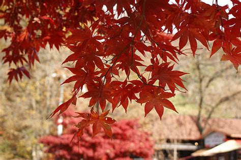 붉게 물든 단풍잎 유토이미지 상세페이지 베이직샵 사진 22138342