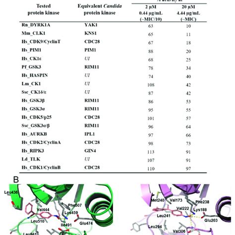 Ms Based Phosphoproteomics Workflow A The Cartoon Illustrates The Download Scientific