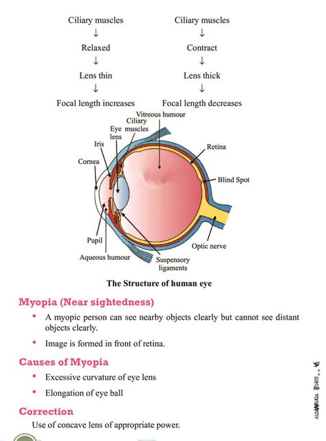 Human Eye Diagram Class 10 Notes At Sara Walker Blog