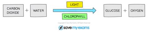 4 Bioenergetics Photosynthesis Biology Gcse Aqa Flashcards Quizlet