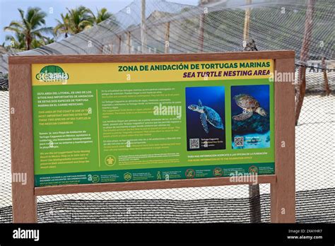 Sea Turtle Nesting Area Sign On The Beach Akumal Quintana Roo