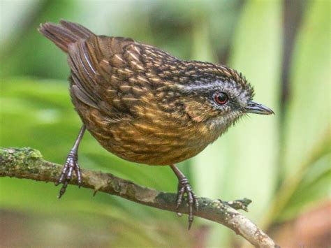 ノドジロサザイチメドリ eBird