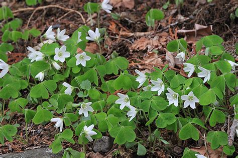コミヤマカタバミ日光植物園四季の山野草
