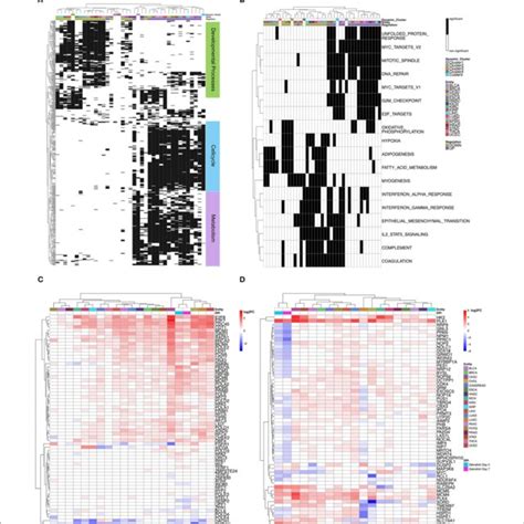 A Heatmap Of The Gene Ontology Biological Processes Terms That Are