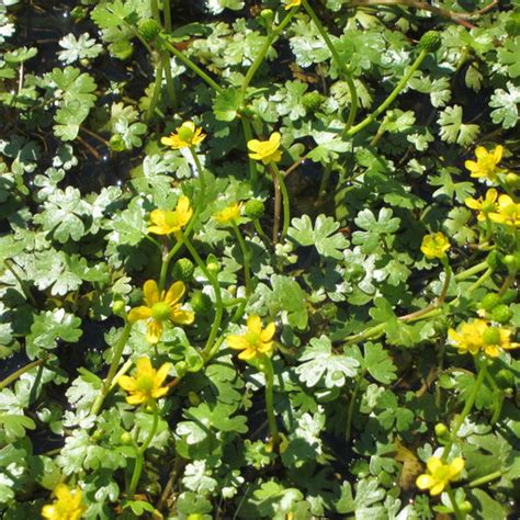 Gmelins Buttercup Ranunculus Gmelinii Plant Care And How To Grow Water