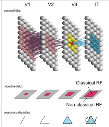 L13l14 Hierarchical Processing Flashcards Quizlet