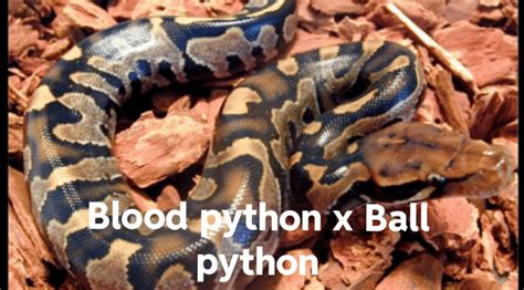 What Are Your Thoughts On Hybrid Ball Pythons I Like The Woma Hybrid R Ballpython