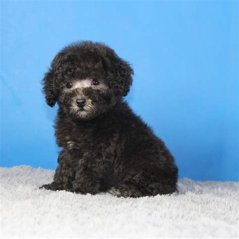 纯种泰迪犬幼犬狗狗出售 宠物泰迪犬可支付宝交易 泰迪 贵宾 编号10065900 宝贝它