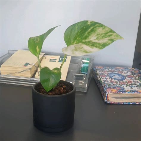 Saeid Soltani On Linkedin سال نو مبارک هدیه‌ای از یک دوست و همکار