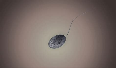 Ectodermo Qué Es Cómo Se Forma Cómo Se Divide Importancia