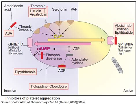 🔷 Inhibitors Of Platelet Aggregation Manual Of Medicine