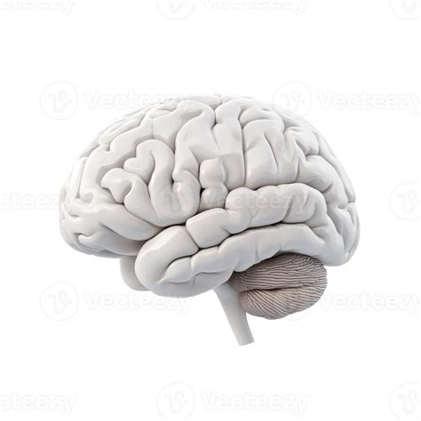 A Detailed View Of A Human Brain Showcasing Its Intricate Structure 55536615 Png