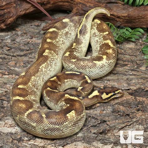 2018 Lavender Albino Spider Ball Python For Sale Underground Reptiles