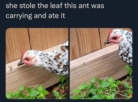 Latest Memes Memedroid