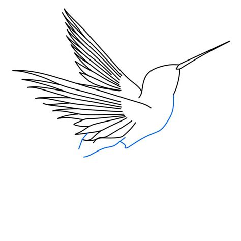 Hummingbird Step By Step Drawing At Jeremy Shields Blog