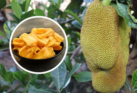 Soursop Vs Jackfruit Are They The Same Thing Vinatura Supplements